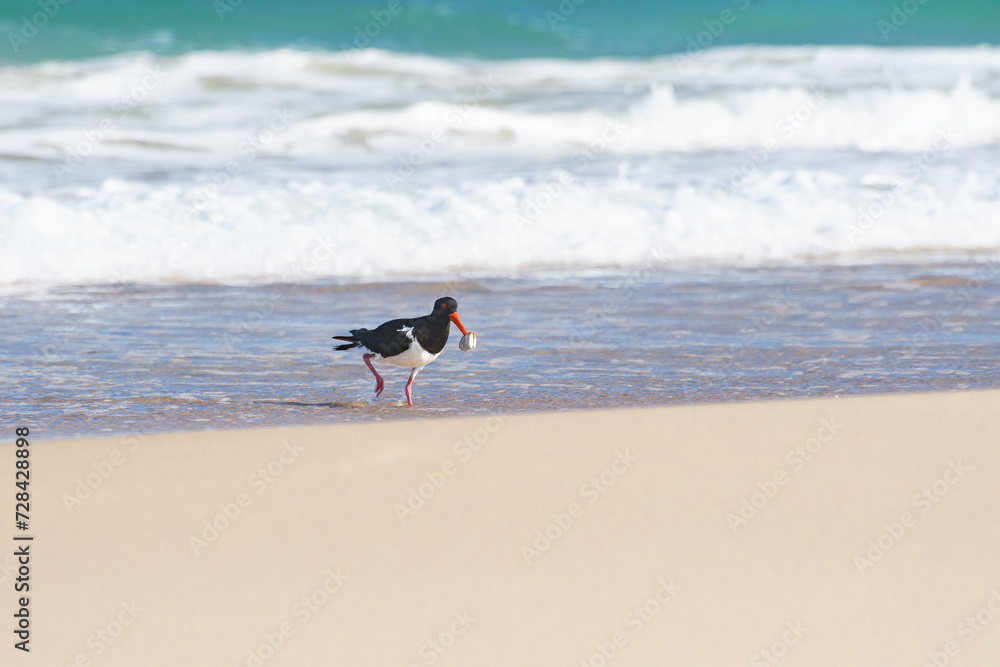 Stock-Foto „Eurasian oystercatcher (Haematopus ostralegus) a medium ...