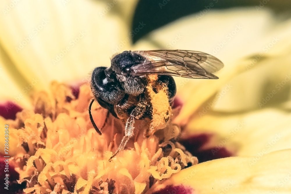 A tiny dark female metallic Halictus sweat bee taking pollen from a ...