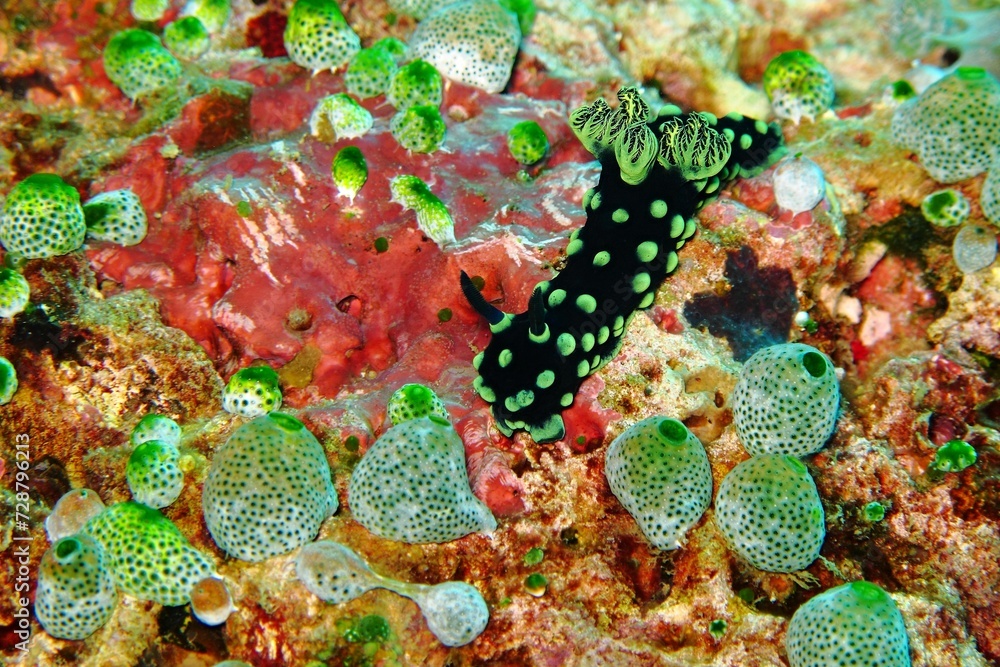 Nembrotha cristata is a species of colorful sea slug, a polycerid ...