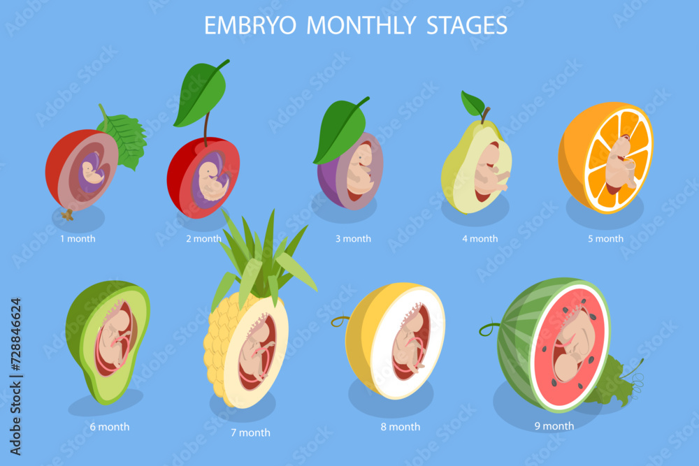 3D Isometric Flat Vector Illustration of Embryo Monthly Growth Stages ...