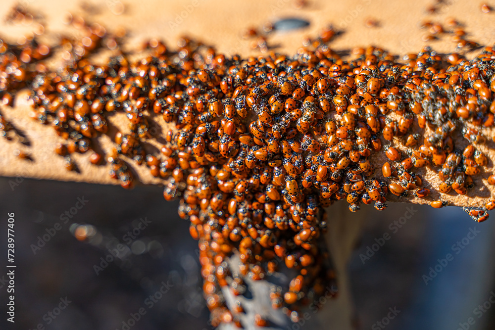 Mass of Convergent Ladybugs (Hippodamia convergens) in the winter ...