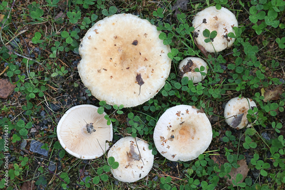 Bearded milkcap, Lactarius pubescens, also called Lactarius torminosus ...