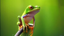 Spring Frog Free Stock Photo - Public Domain Pictures