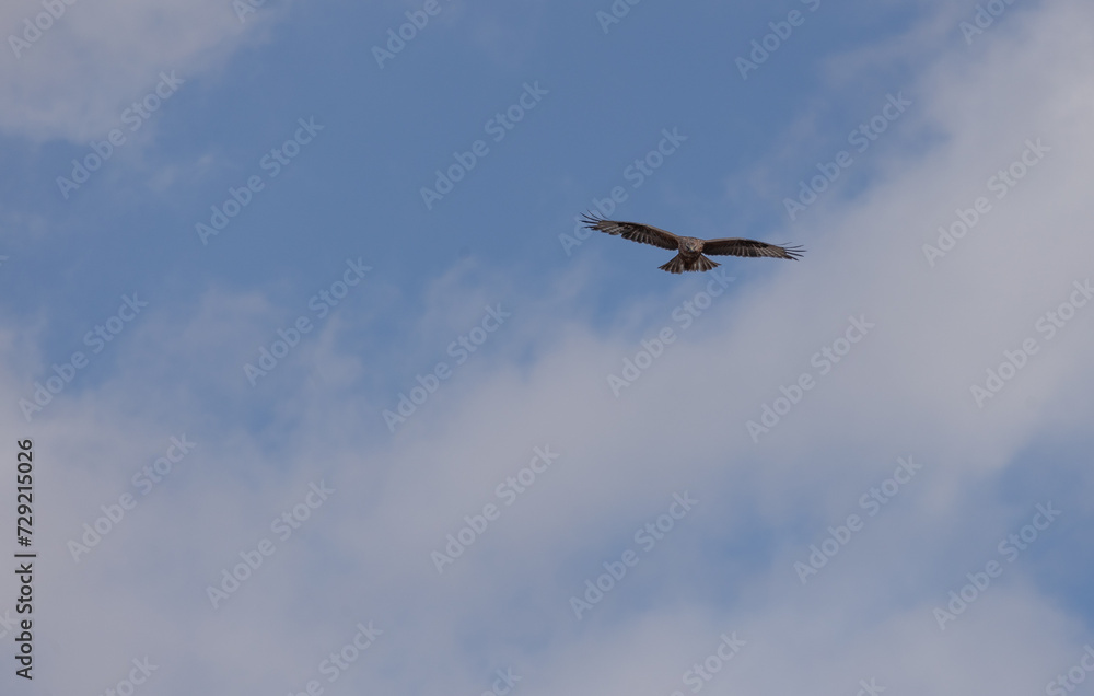 Photo Stock sky, flying, airplane, fly, bird, flight, clouds, plane ...