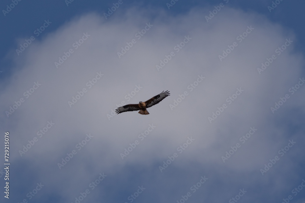 sky, flying, airplane, fly, bird, flight, clouds, plane, air, aircraft ...