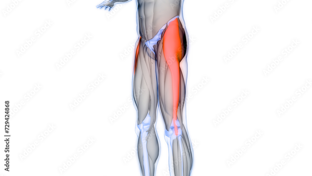 Ilustración de Stock Human Muscular System Leg Muscles Tensor Fasciae ...