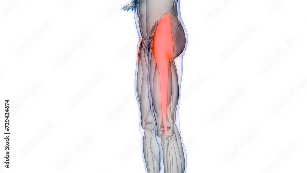 Ilustración de Stock Human Muscular System Leg Muscles Tensor Fasciae ...