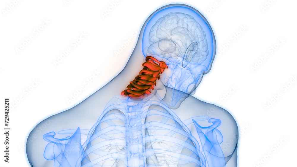 Ilustración de Stock Spinal Cord Vertebral Column Cervical Vertebrae of Human Skeleton System ...