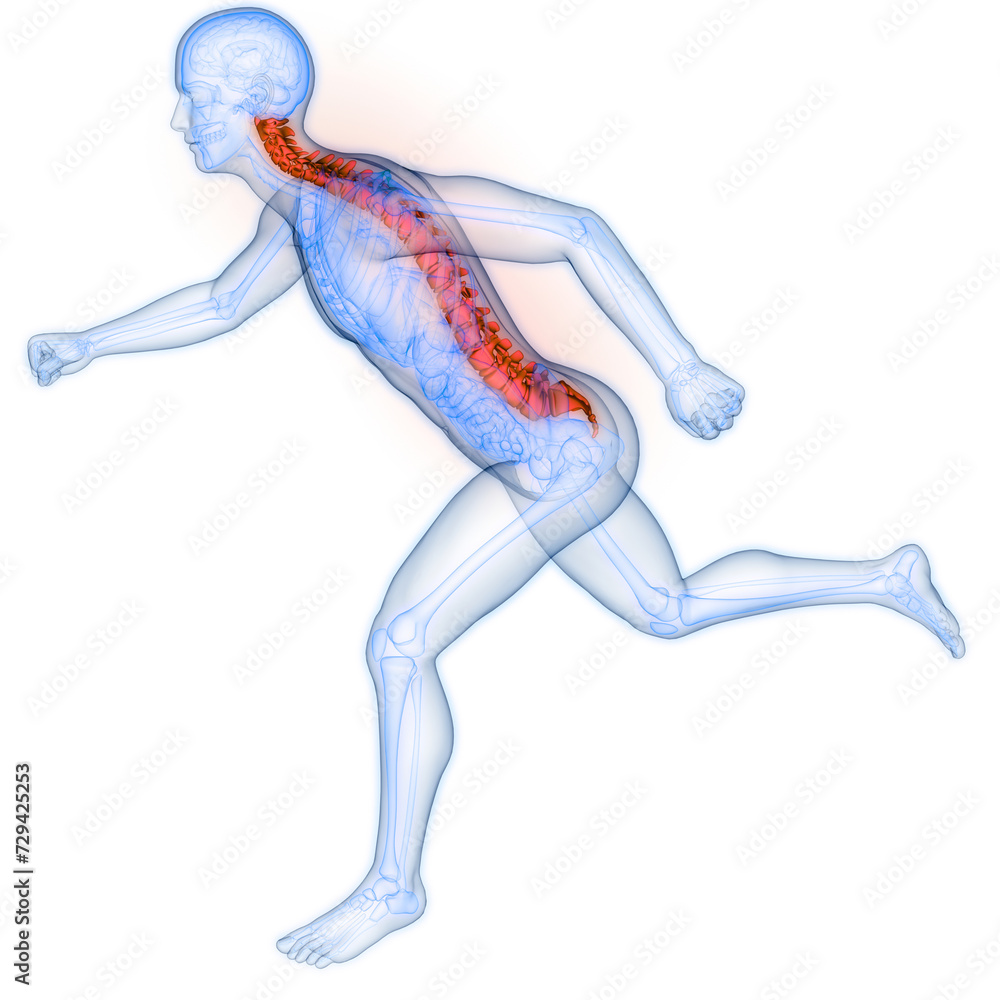 Spinal Cord Vertebral Column Of Human Skeleton System Anatomy Stock