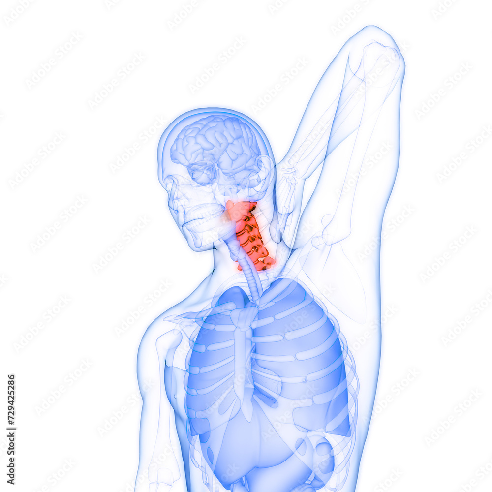 Ilustración de Stock Spinal Cord Vertebral Column Cervical Vertebrae of Human Skeleton System ...
