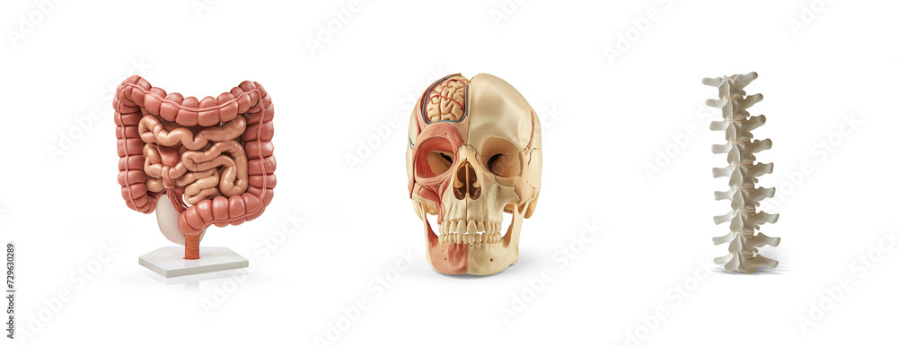 collection of skull brain, intestine gastrointestinal system and spine ...
