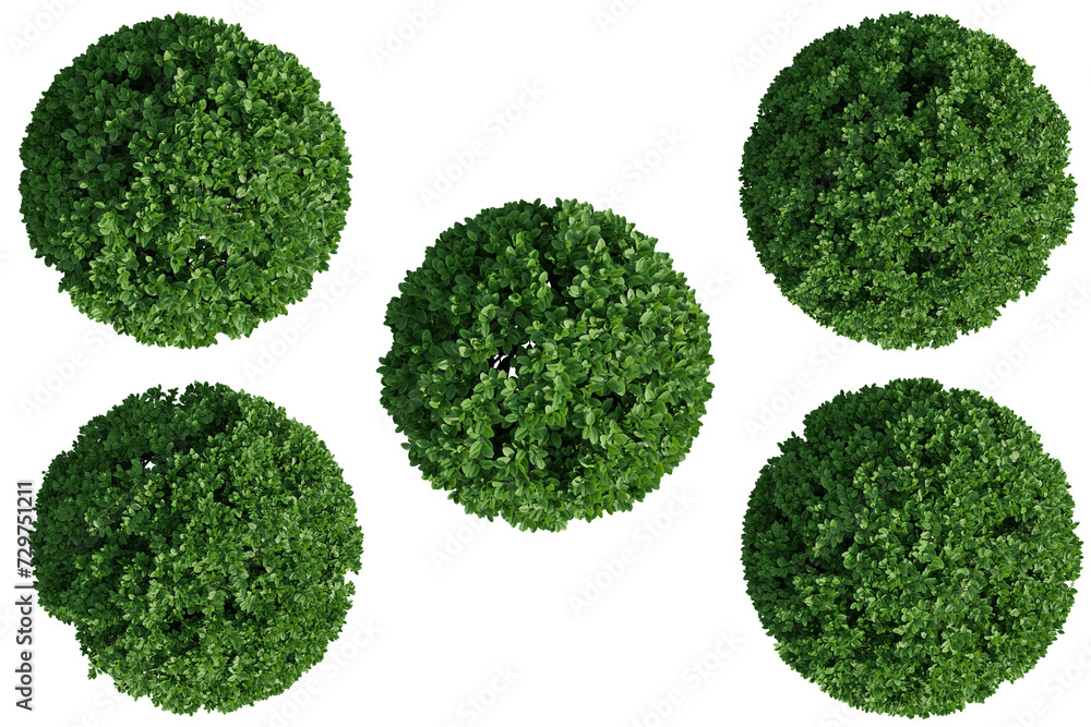 Top view buxus sempervirens round tree isolate transparent background ...