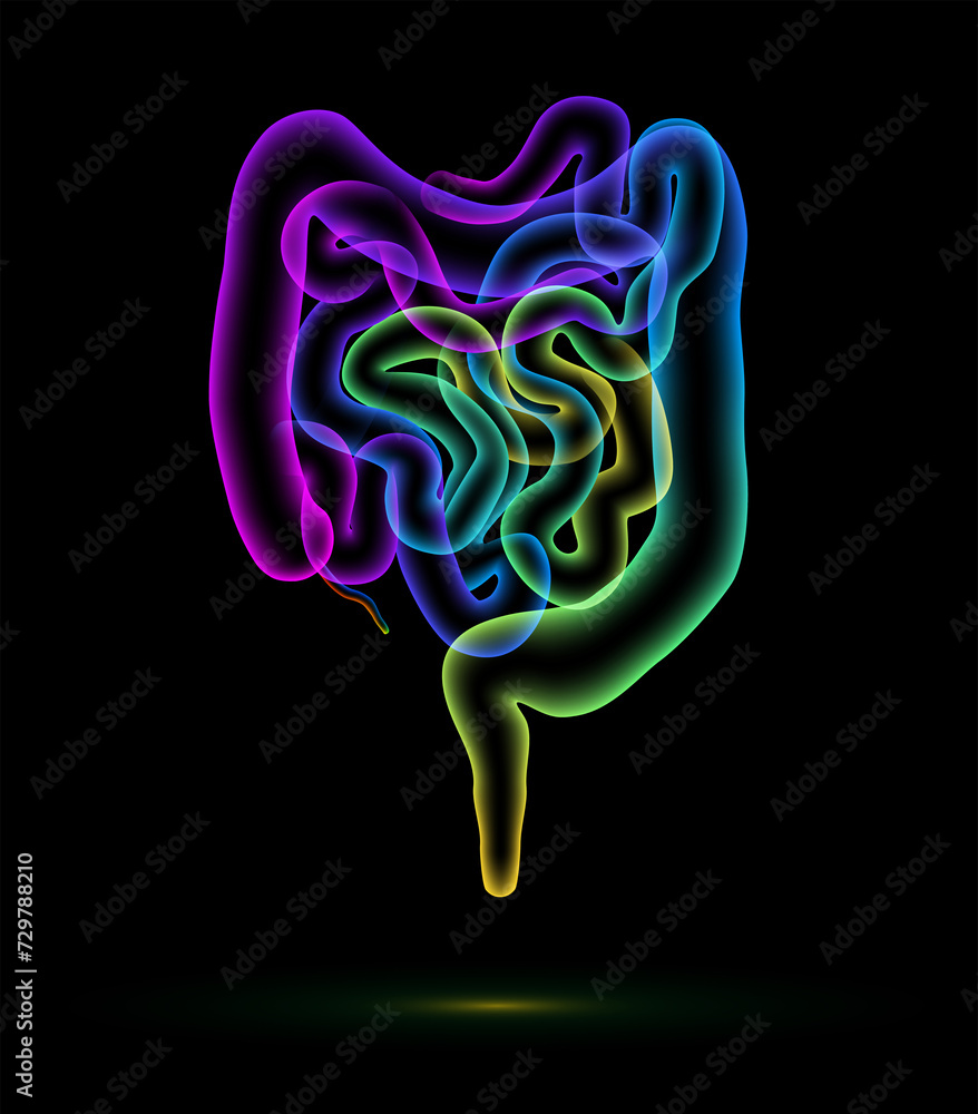 Illustration of the human colon and small intestine presented in the ...