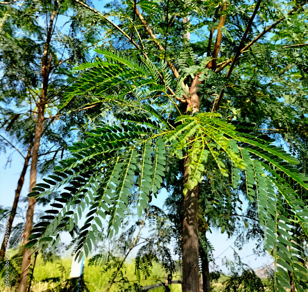 Close-up. Leucaena leucocephala, petai selong or petai cina is a kind ...