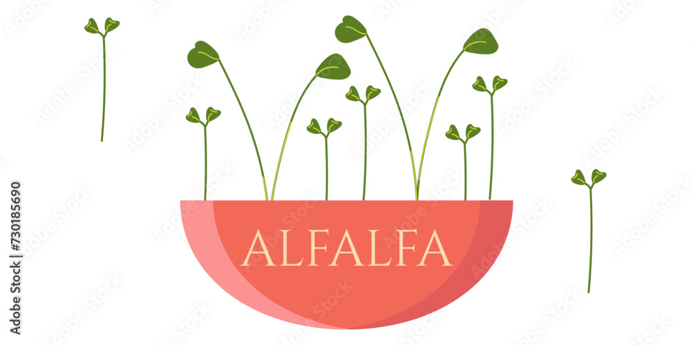 Microgreens Alfalfa in beautiful red pot with text Alfalfa. Useful eco ...