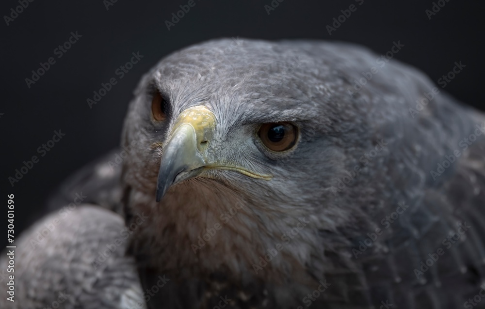 A Chilean Blue Eagle. Also known as the Black-Chested Buzzard-Eagle ...