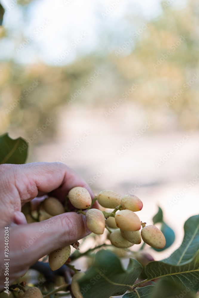 Pistachio planting, and photos of pistachios on tree in the foreground ...