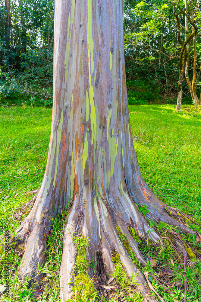 Rainbow Eucalyptus tree at Keahua Arboretum near Kapa'a, Kauai, Hawaii ...