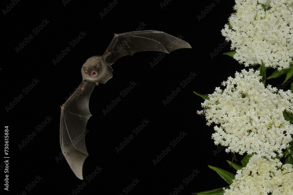 Common bent-wing bat (Miniopterus schreibersii) flies past a flowering ...