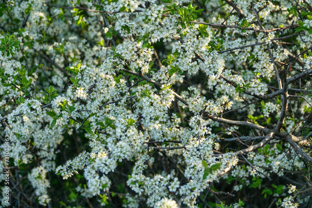 Blooming blackthorn (Prunus spinosa) thornbush (wait-a-minute). Forest ...