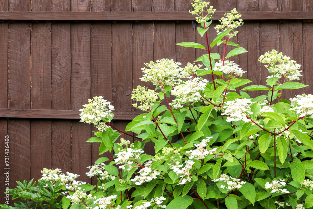 Hydrangea Paniculata plant shrub (also known as Hydrangea paniculata ...