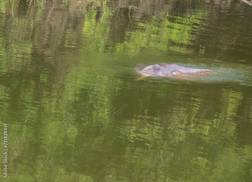 Amazon river dolphin (Inia geoffrensis), also known as the boto, bufeo ...