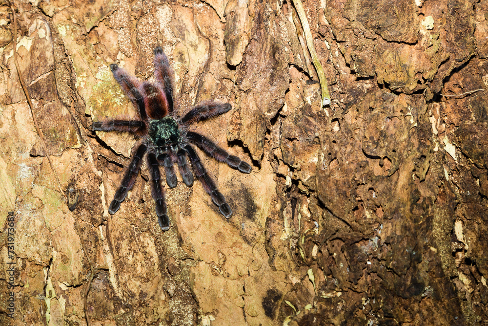 La Matoutou falaise, mygale endémique de la Martinique sur l'écorce d ...
