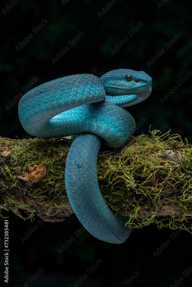 Blue White-lipped Island Pit Viper (Trimeresurus insularis) native to ...