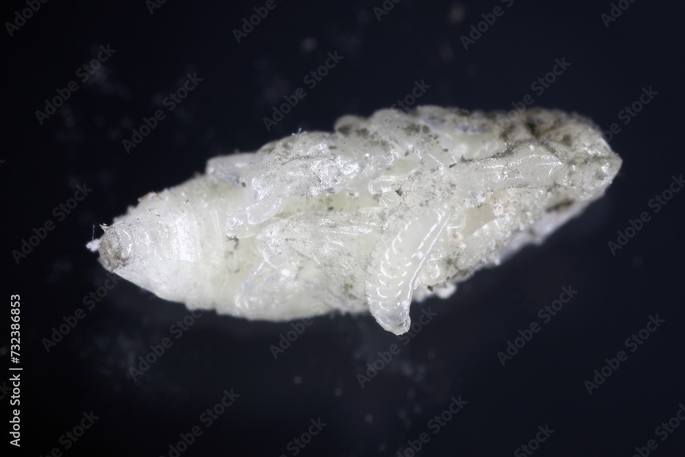 Granary Weevil (Sitophilus granarius) also called Grain or Wheat Weevil ...