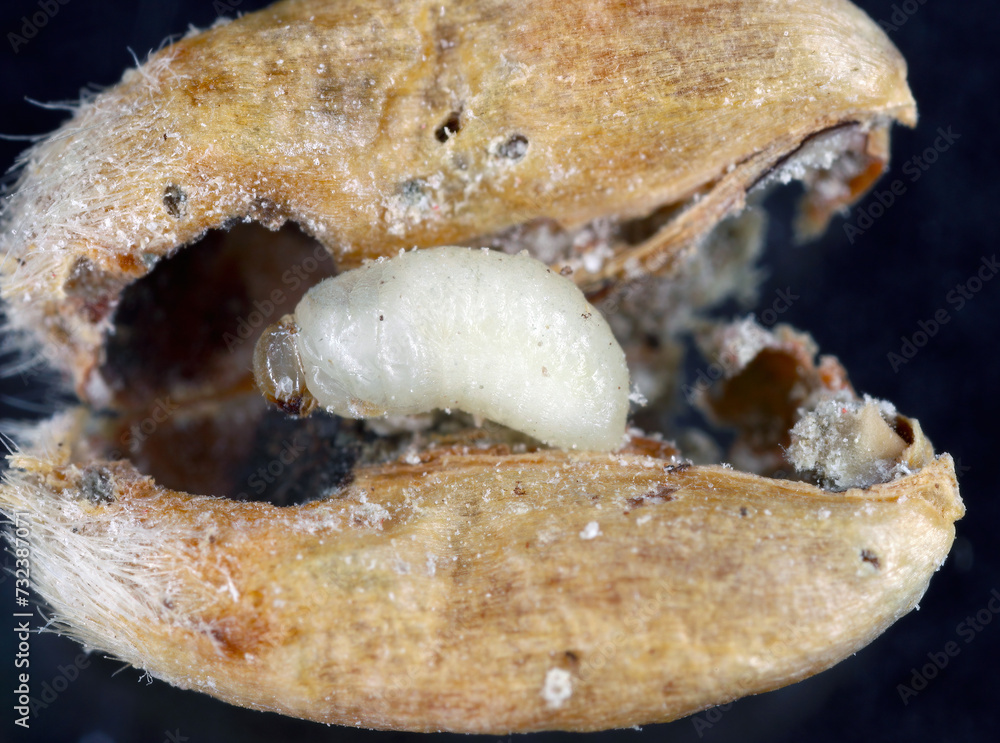 Granary Weevil (Sitophilus granarius) also called Grain or Wheat Weevil ...