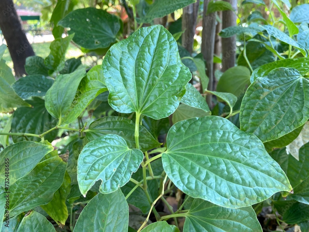 Piper sarmentosum is a plant in the family Piperaceae used in many ...
