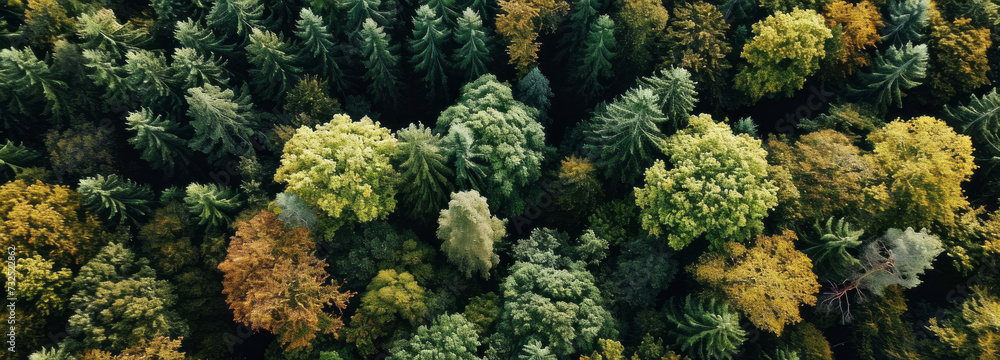 Experience the majestic rainforest from above with this drone-captured ...