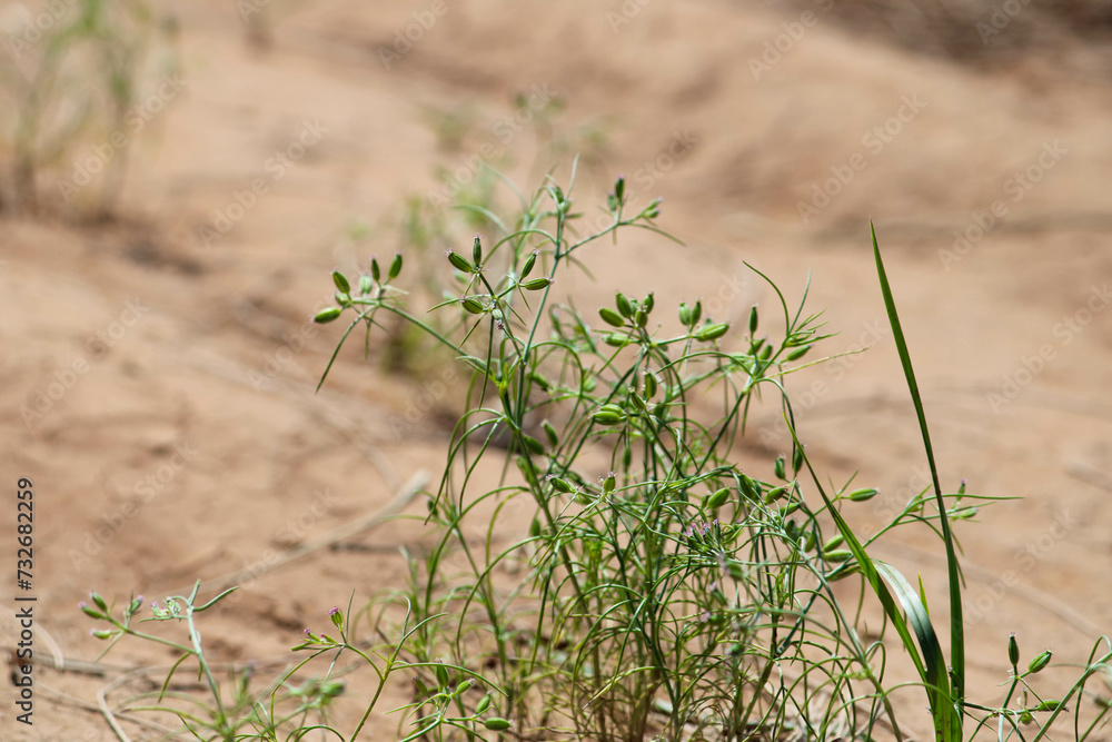 cumin (zira) on a farm in Gujarat India,Cumin cultivation and plants ...
