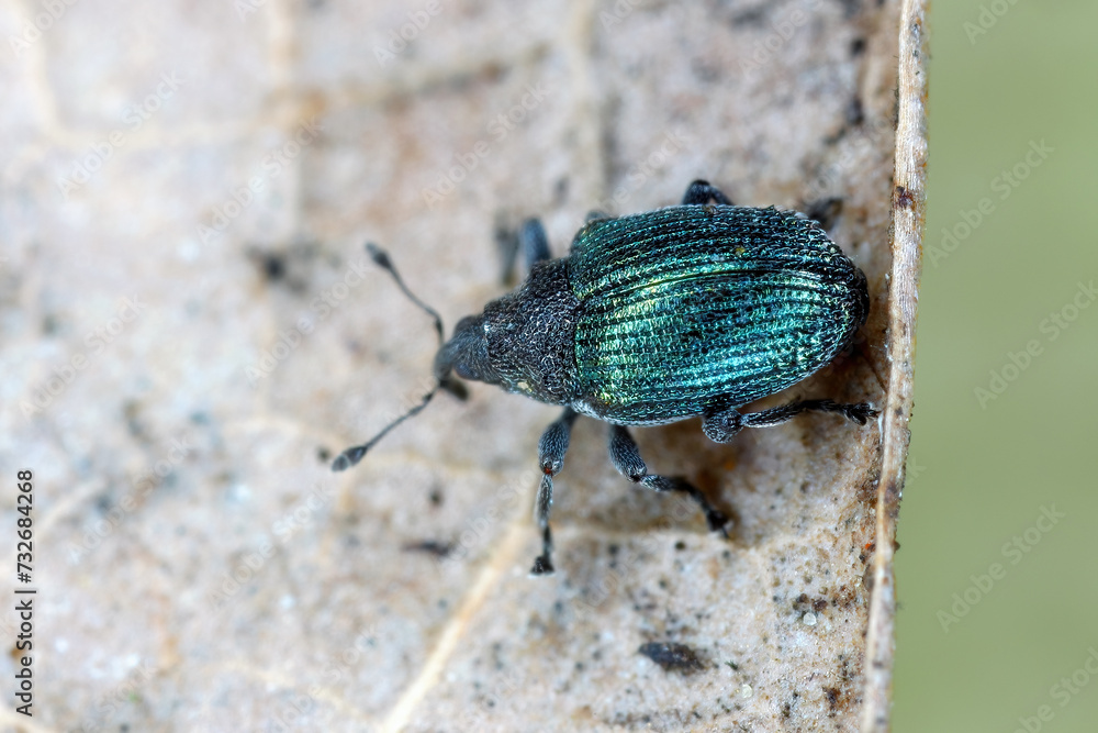 Blue stem weevil (Ceutorhynchus sulcicollis) of beetle from family ...