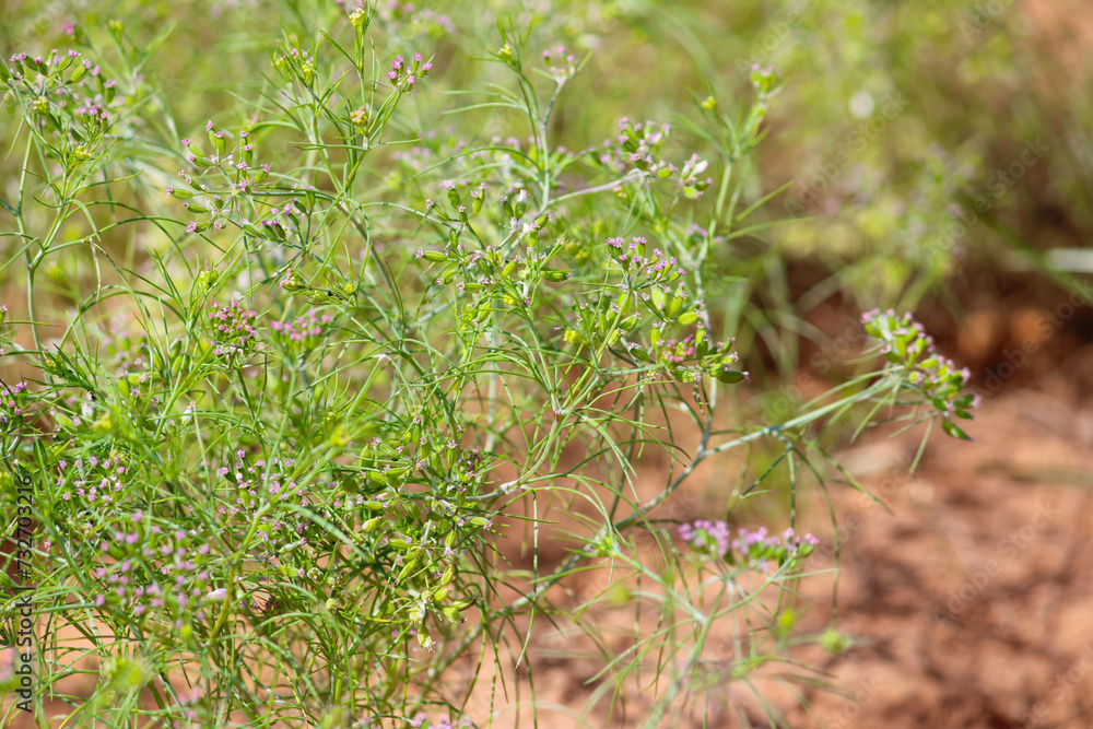cumin (zira) on a farm in Gujarat India,Cumin cultivation and plants ...