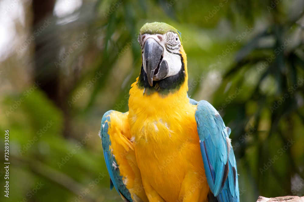 The blue and gold macaws forehead feathers are green. Wing feathers are ...