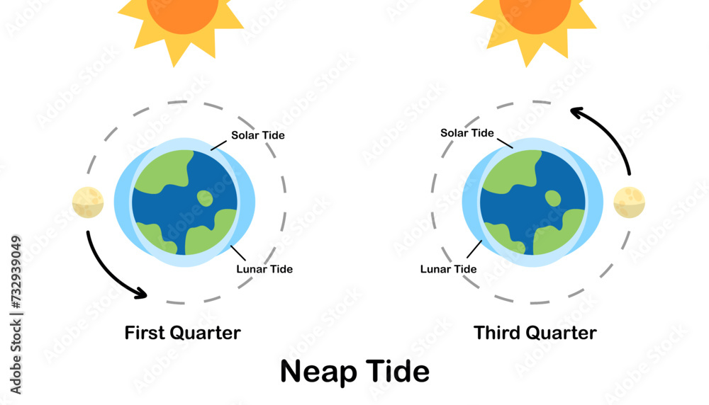 Neap tide. Moon tides, Lunar tides. Earth’s tide cartoon. Astronomy ...