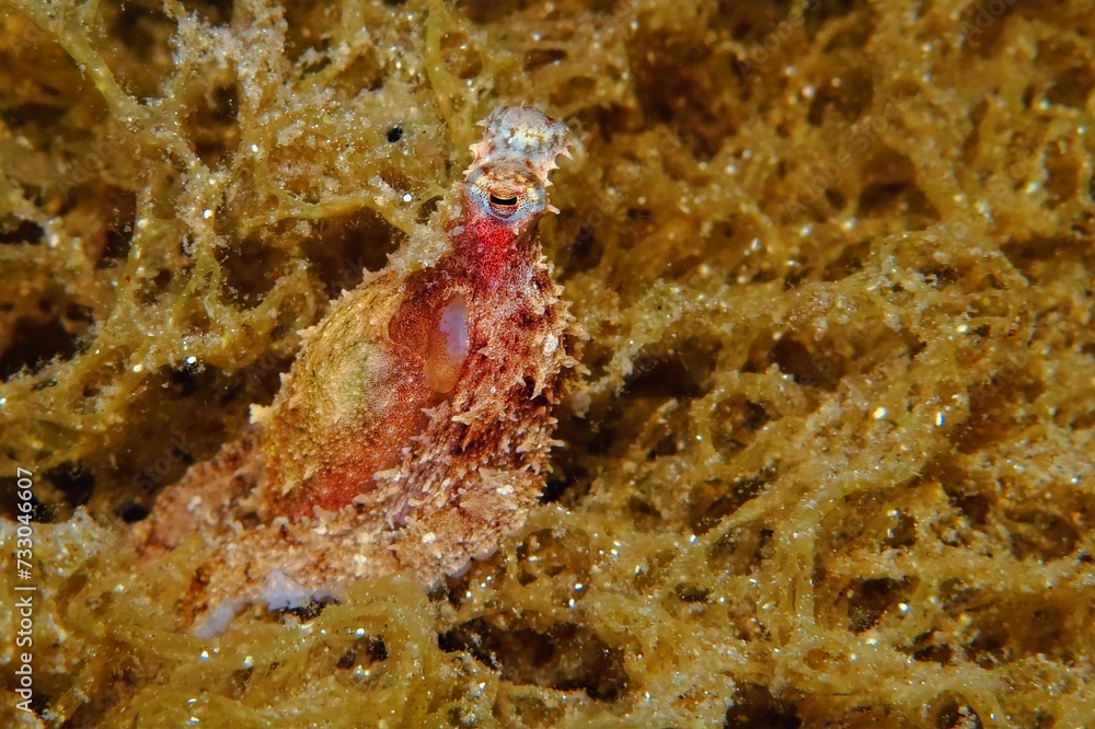 Small octopus hiding on the sea bottom. Underwater creature in the sea ...