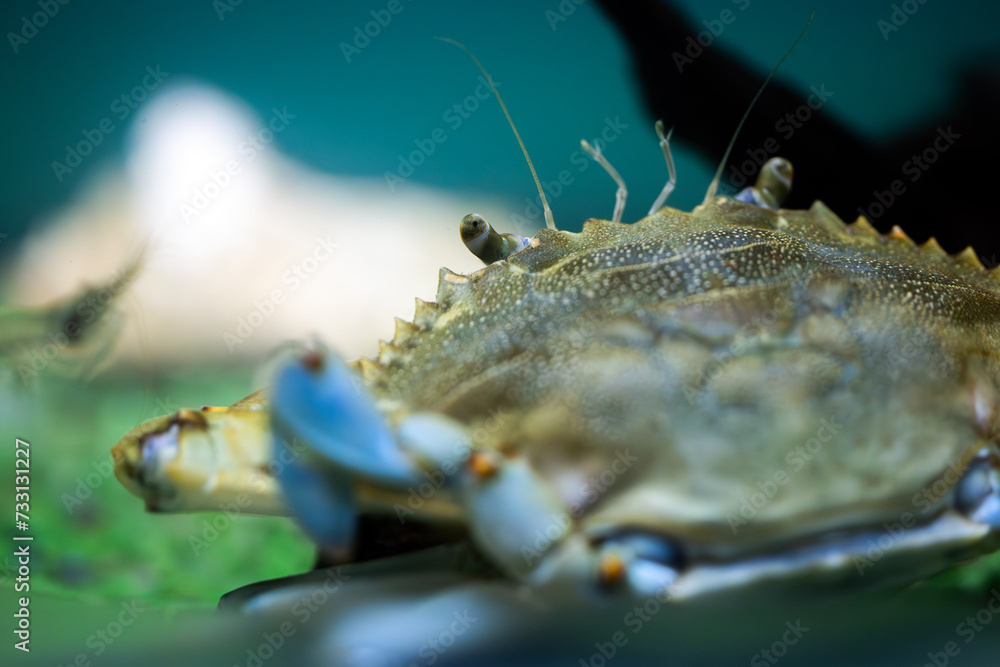 Callinectes Sapidus - Blue Crab Close up While Hunting Prawns Stock ...