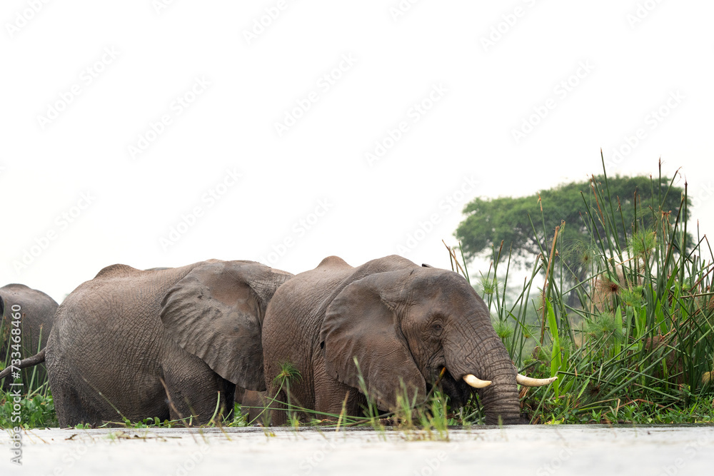 African elephants near the dam in Murchison Falls national park. The ...