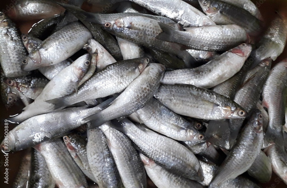 The milkfish (Chanos chanos) or Bangus is the sole living species in ...
