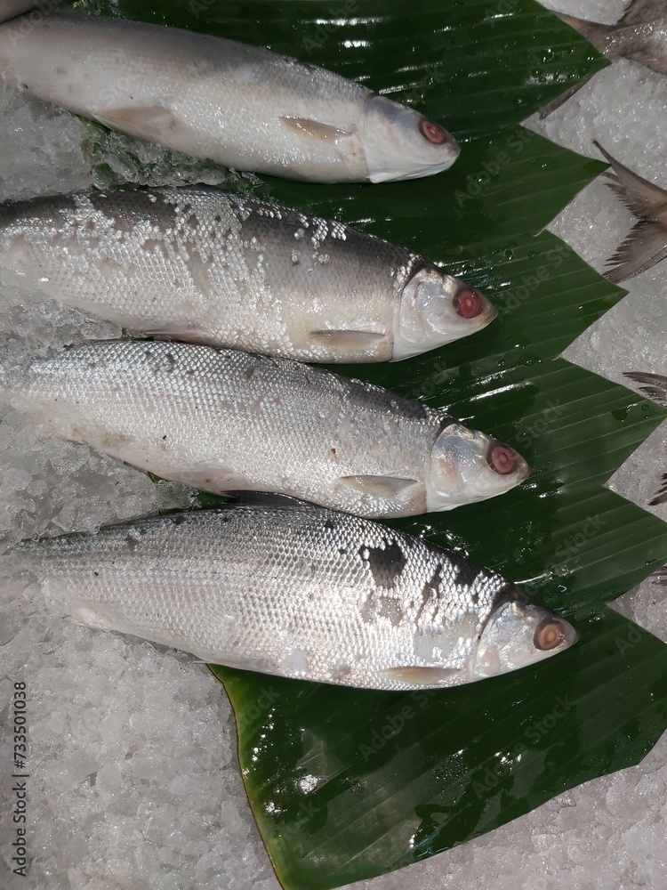 The milkfish (Chanos chanos) or Bangus is the sole living species in ...