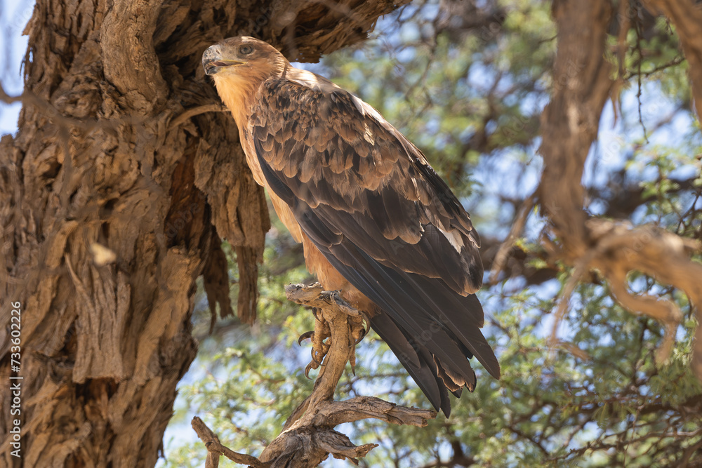 Tawny eagle - Aquila rapax rapax perched with brown background. Photo ...