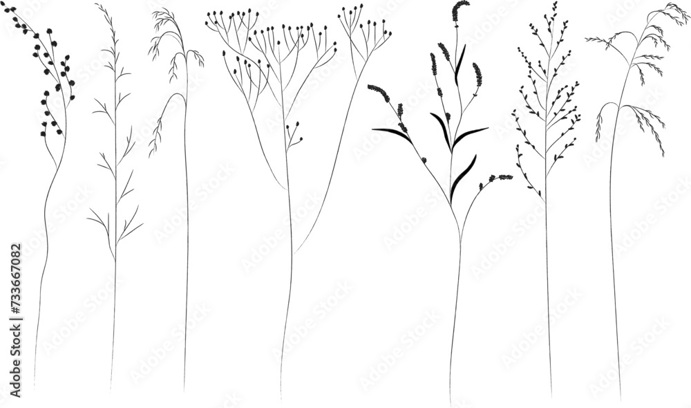 Field and meadow grasses, black outline, template for packaging and ...