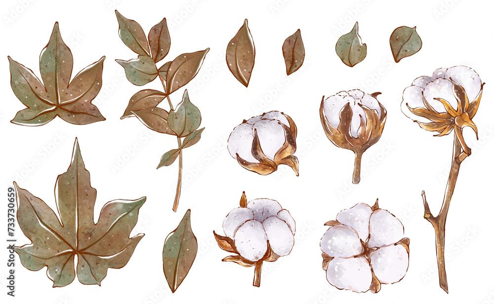 Set of Watercolor Cotton flowers and leaves. Hand drawn illustration ...