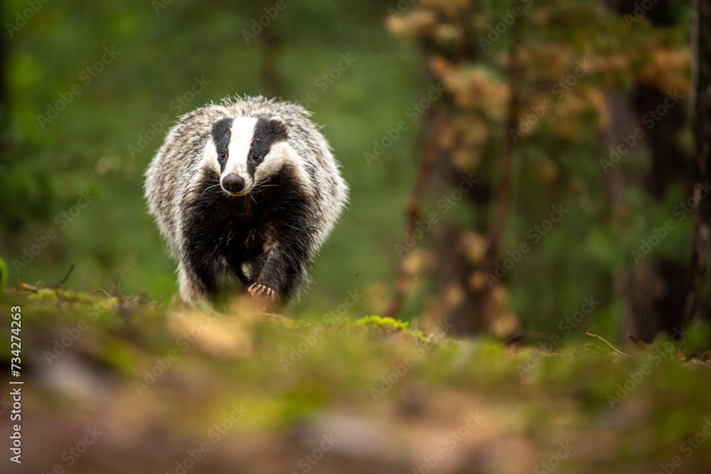 European Badger (Meles meles) running in the forest moss road. Action ...