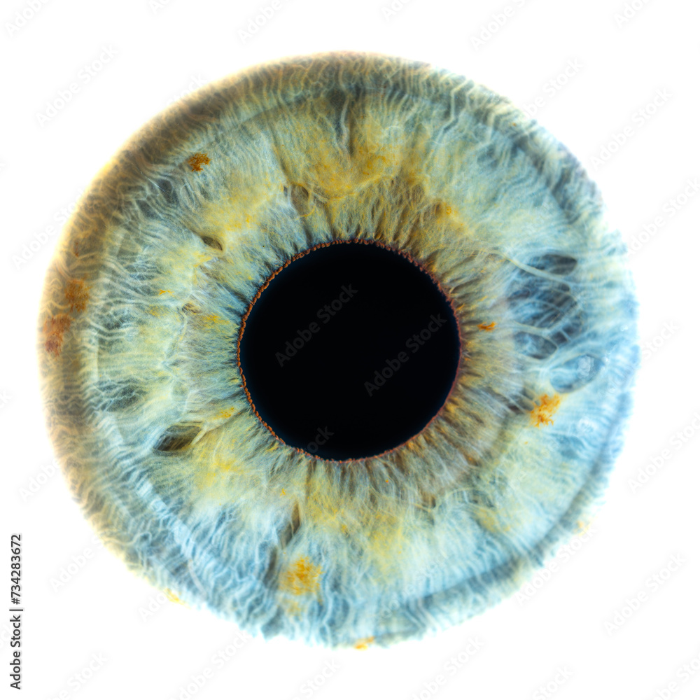 Macro photo of human eye on white background. Close-up of female blue ...