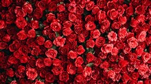Fantasy Flowers Roses Background Free Stock Photo - Public Domain Pictures