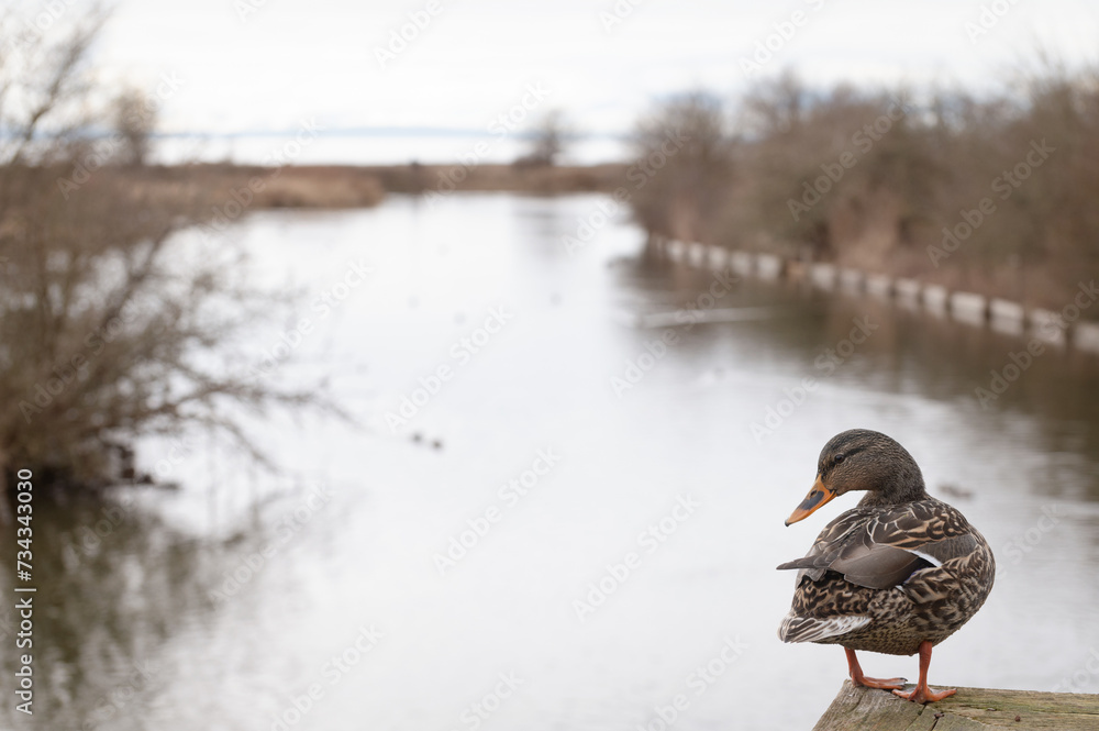 Female mallard duck surveying the landscape at George C. Reifel ...
