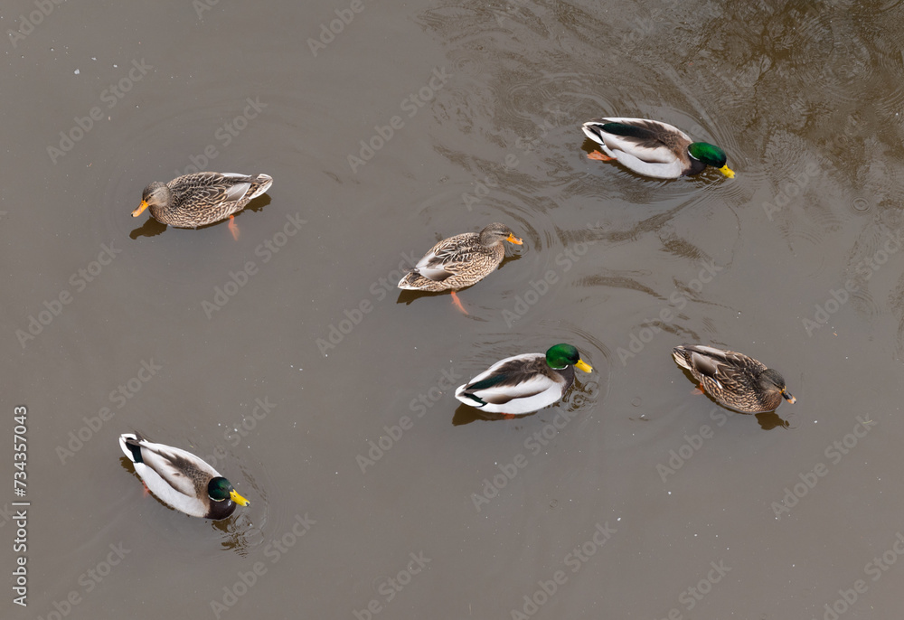 Group of mallard ducks seen at Reifel Island, Delta, BC, Canada ...